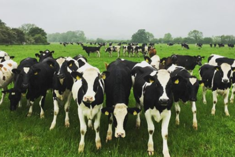 Farm & Game Vets in Thame Oxon | NorCal Veterinary Services